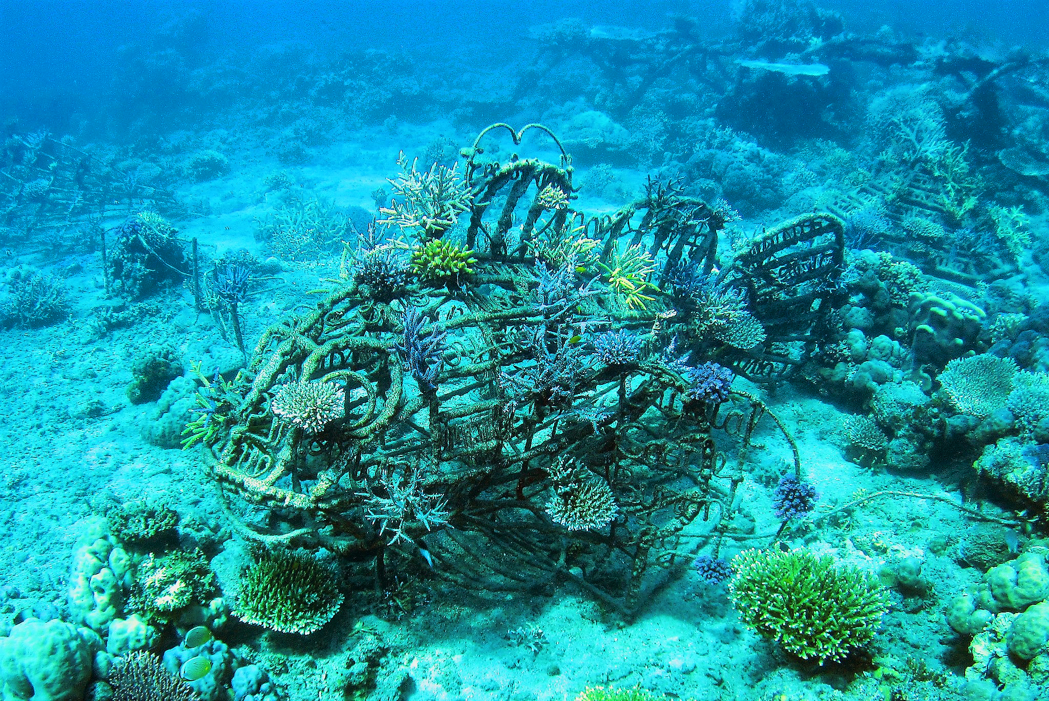 Coral Reefs in Mexico: A Biological Treasure – Rutopía: viajes únicos ...