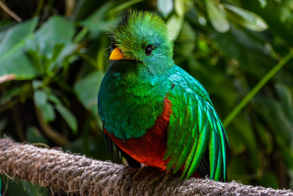 Pequeña guía de avistamiento de aves en México – Rutopía: viajes únicos ...