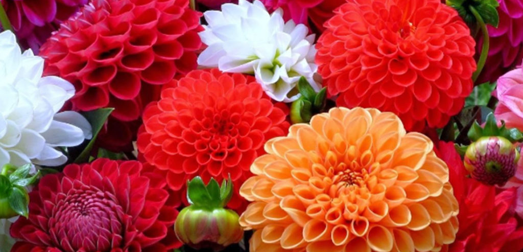 Flores endémicas de México: belleza y colores – Rutopía: viajes únicos ...